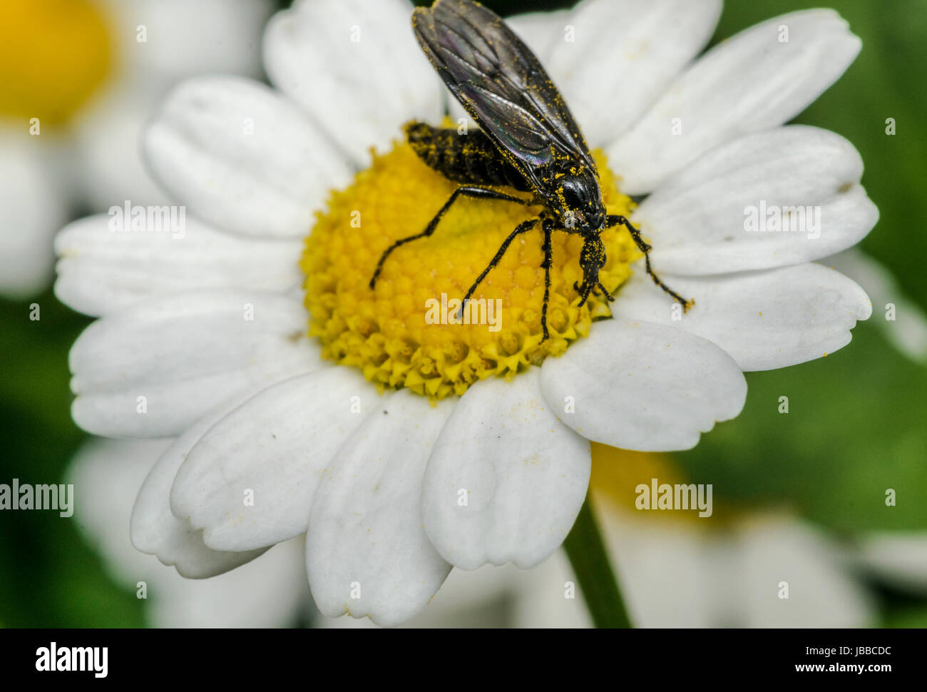 Bug on little daisy flower macro Stock Photo - Alamy