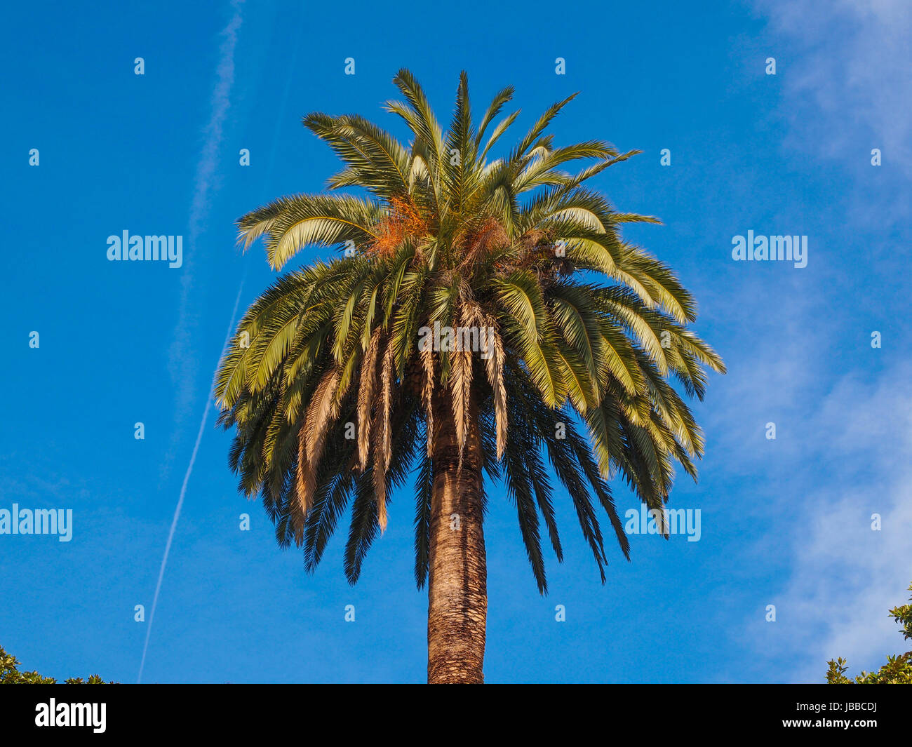 Palmaceae hi-res stock photography and images - Alamy