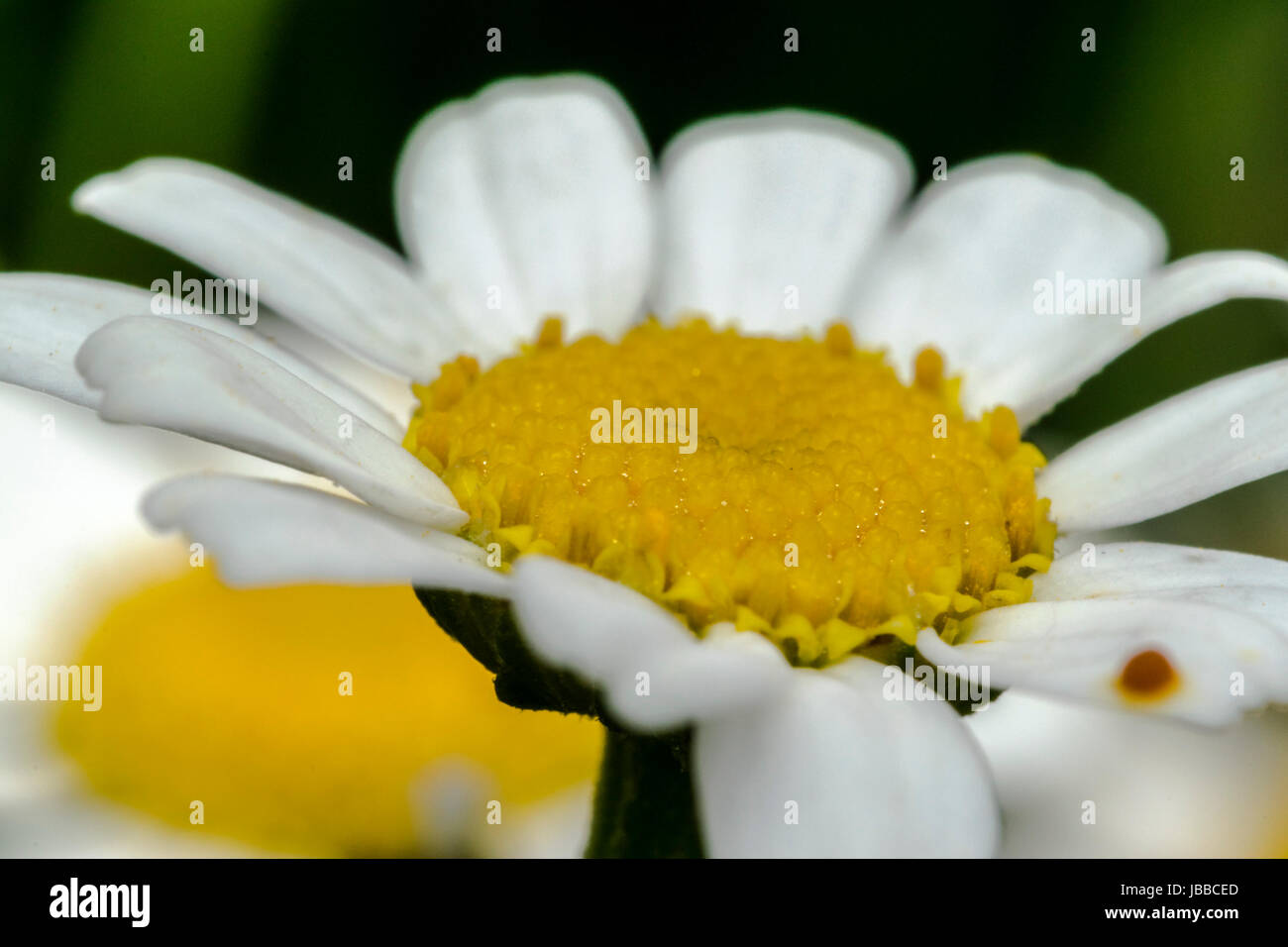 Little daisy flowers in a garden Stock Photo - Alamy