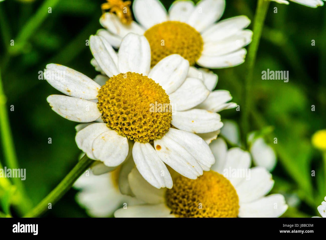Little daisy flowers in a garden Stock Photo - Alamy