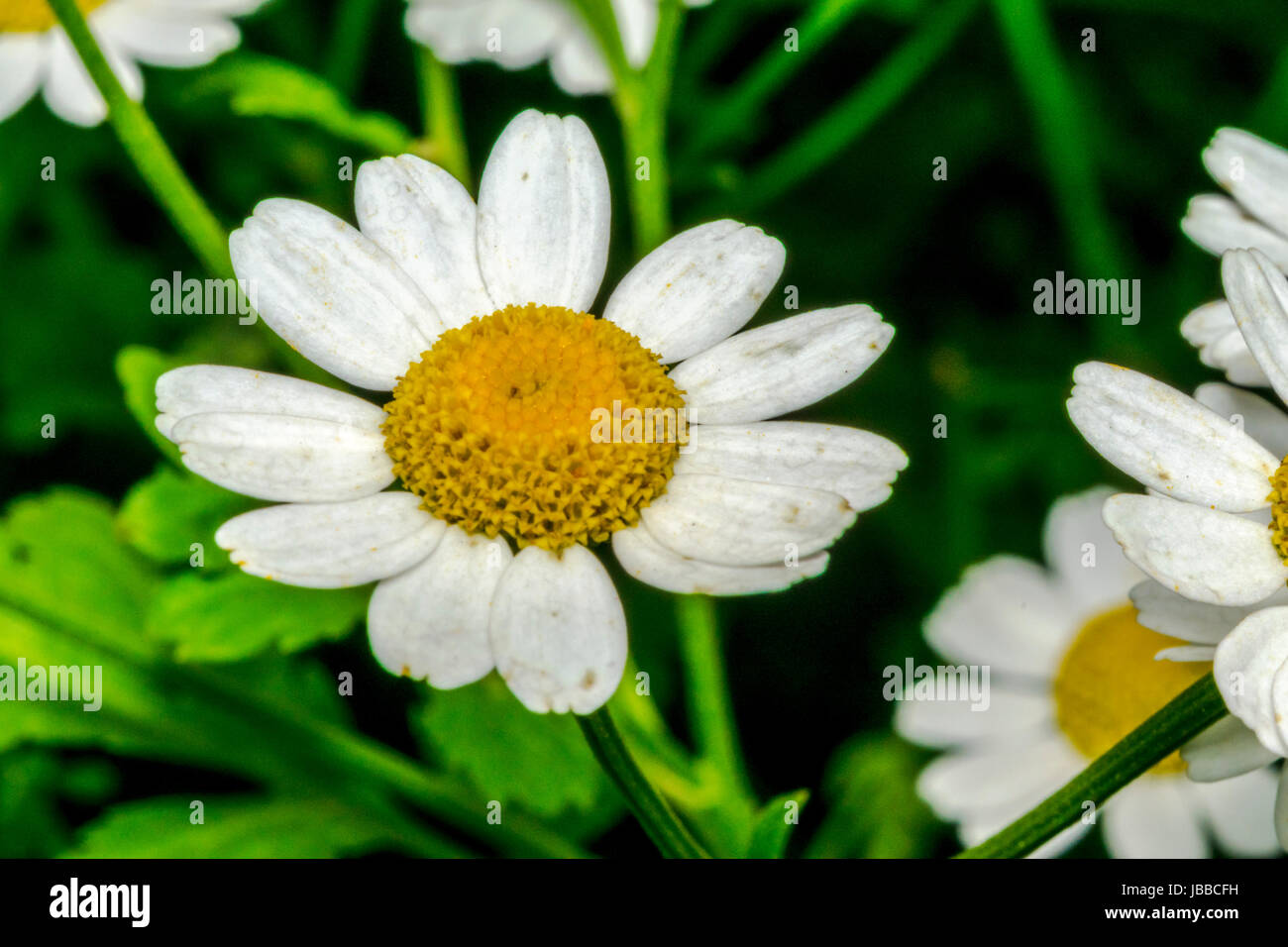 Little daisy hi-res stock photography and images - Alamy