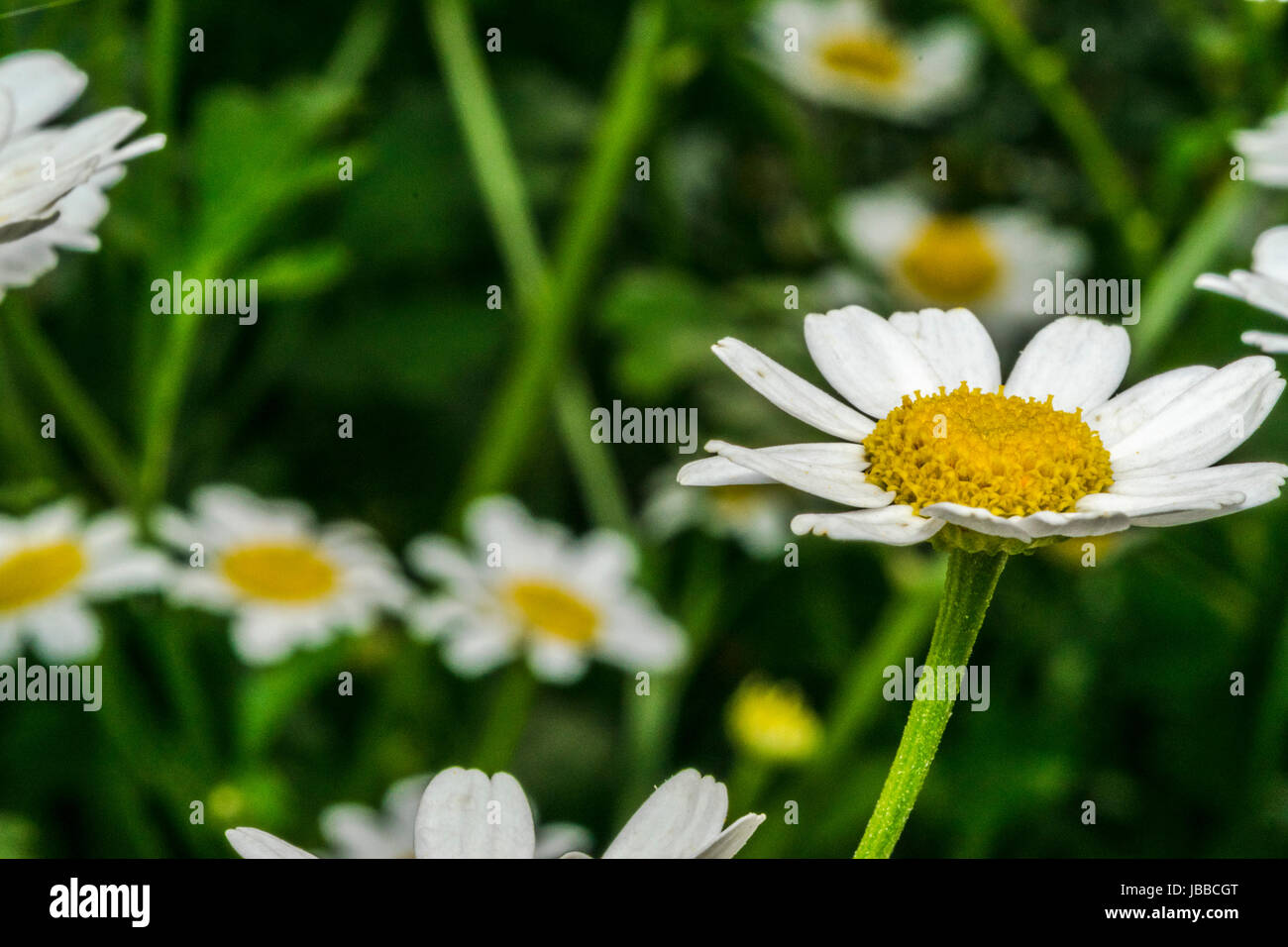 Little daisy hi-res stock photography and images - Alamy