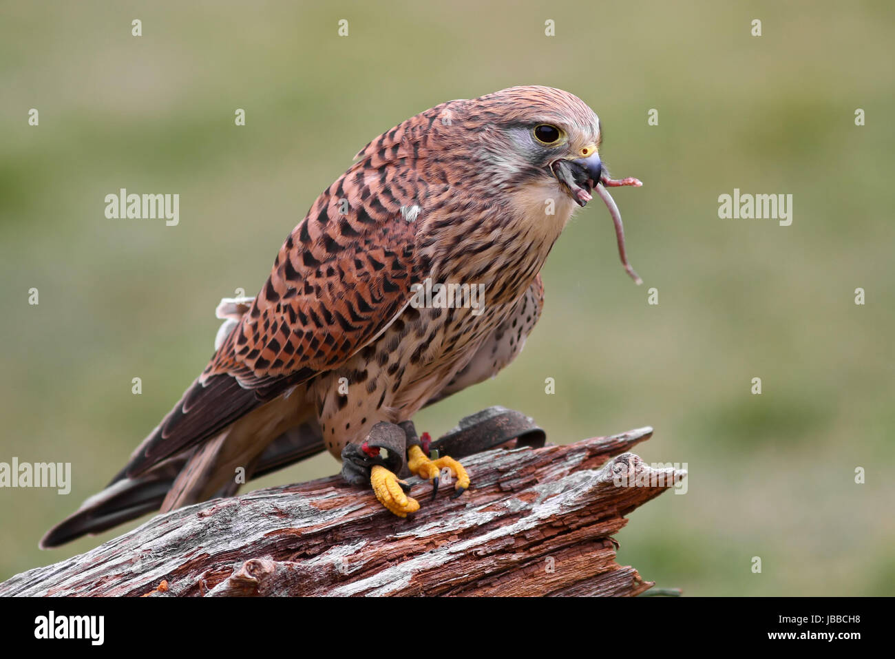 the kestrel with prey Stock Photo - Alamy