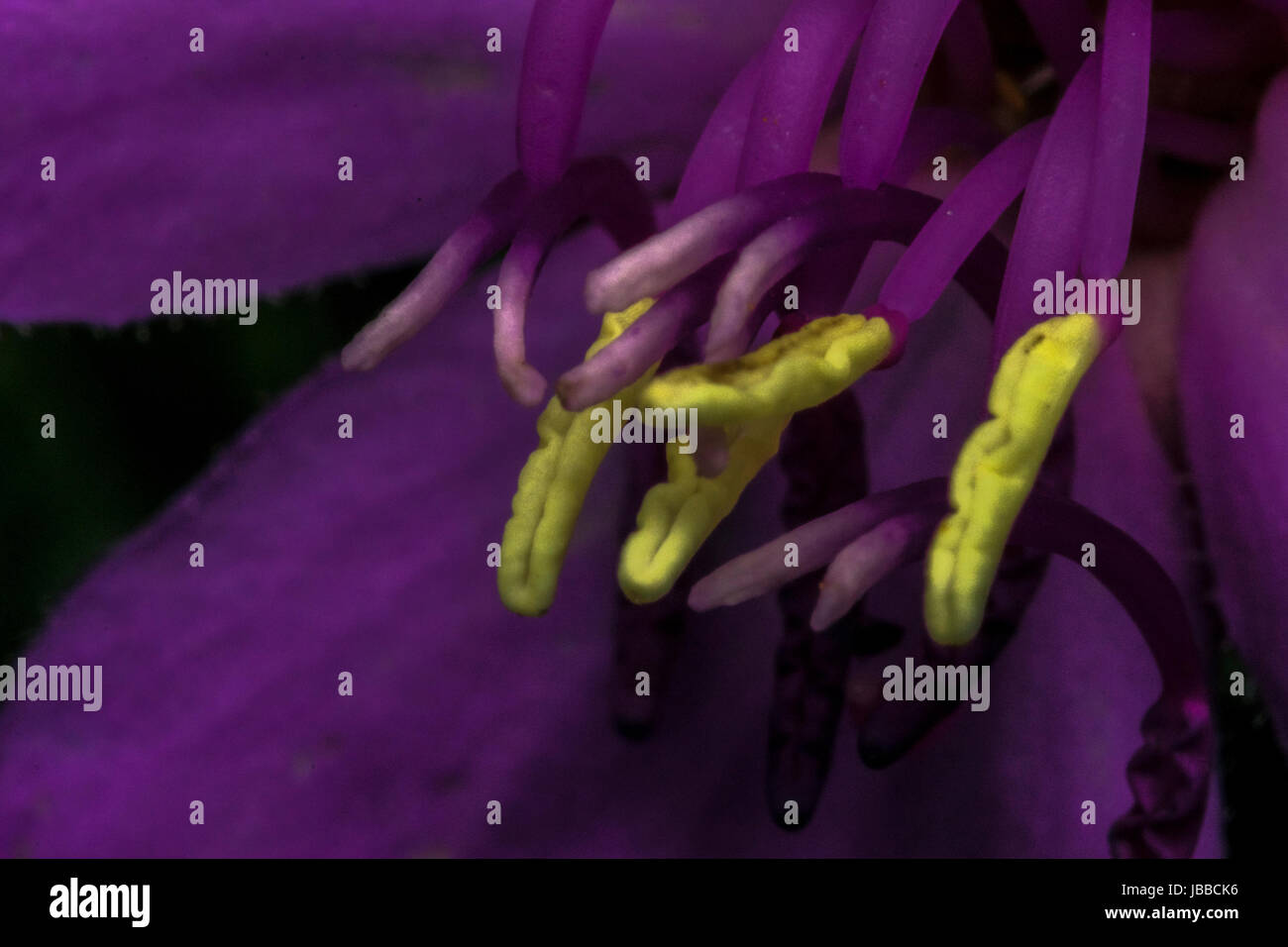 Yellow stamen hi-res stock photography and images - Alamy
