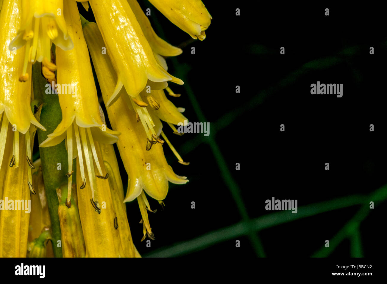Yellow bell flower hi-res stock photography and images - Alamy