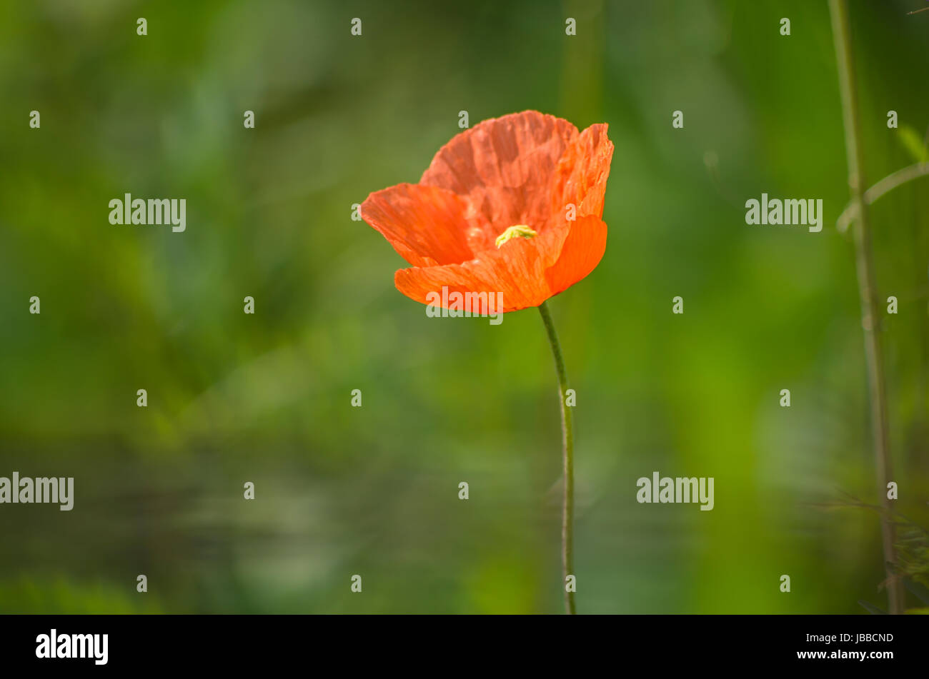 Great poppy flower in green background Stock Photo - Alamy
