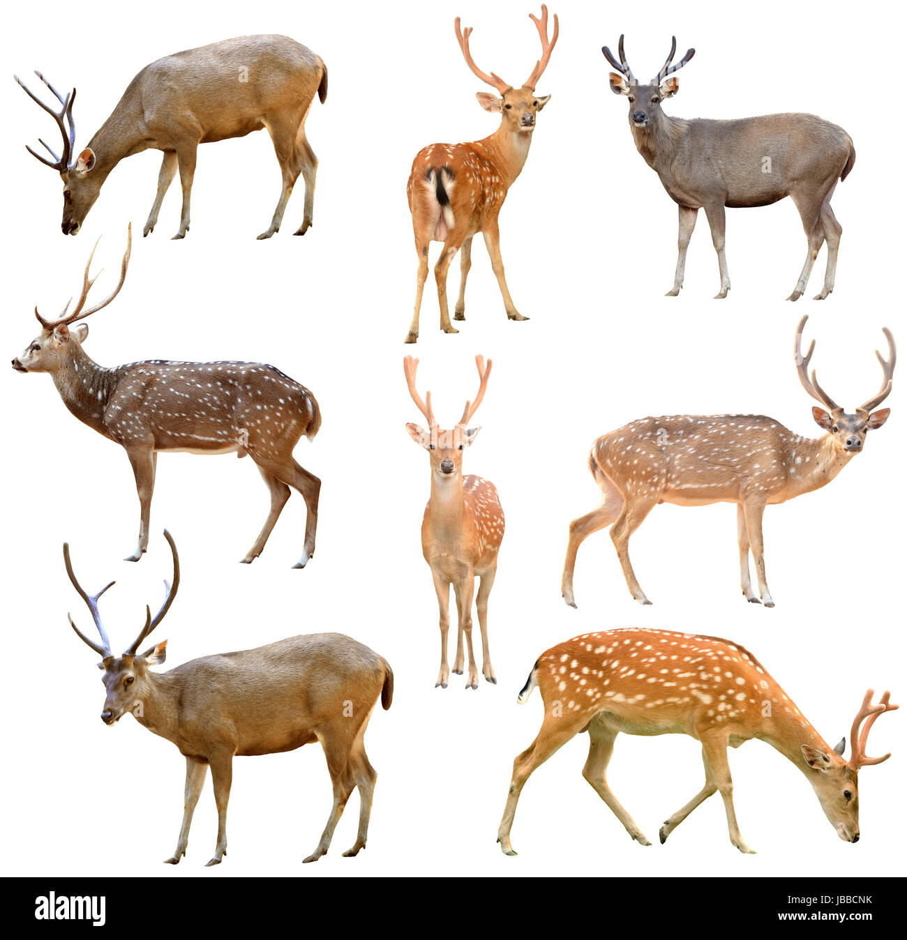 collection of deer isolated on white background Stock Photo - Alamy
