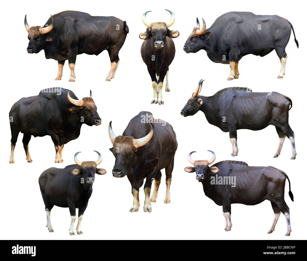 collection of gaur isolated on white background Stock Photo - Alamy