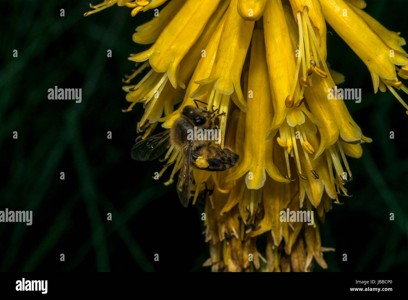 Bell shape flowers hi-res stock photography and images - Alamy
