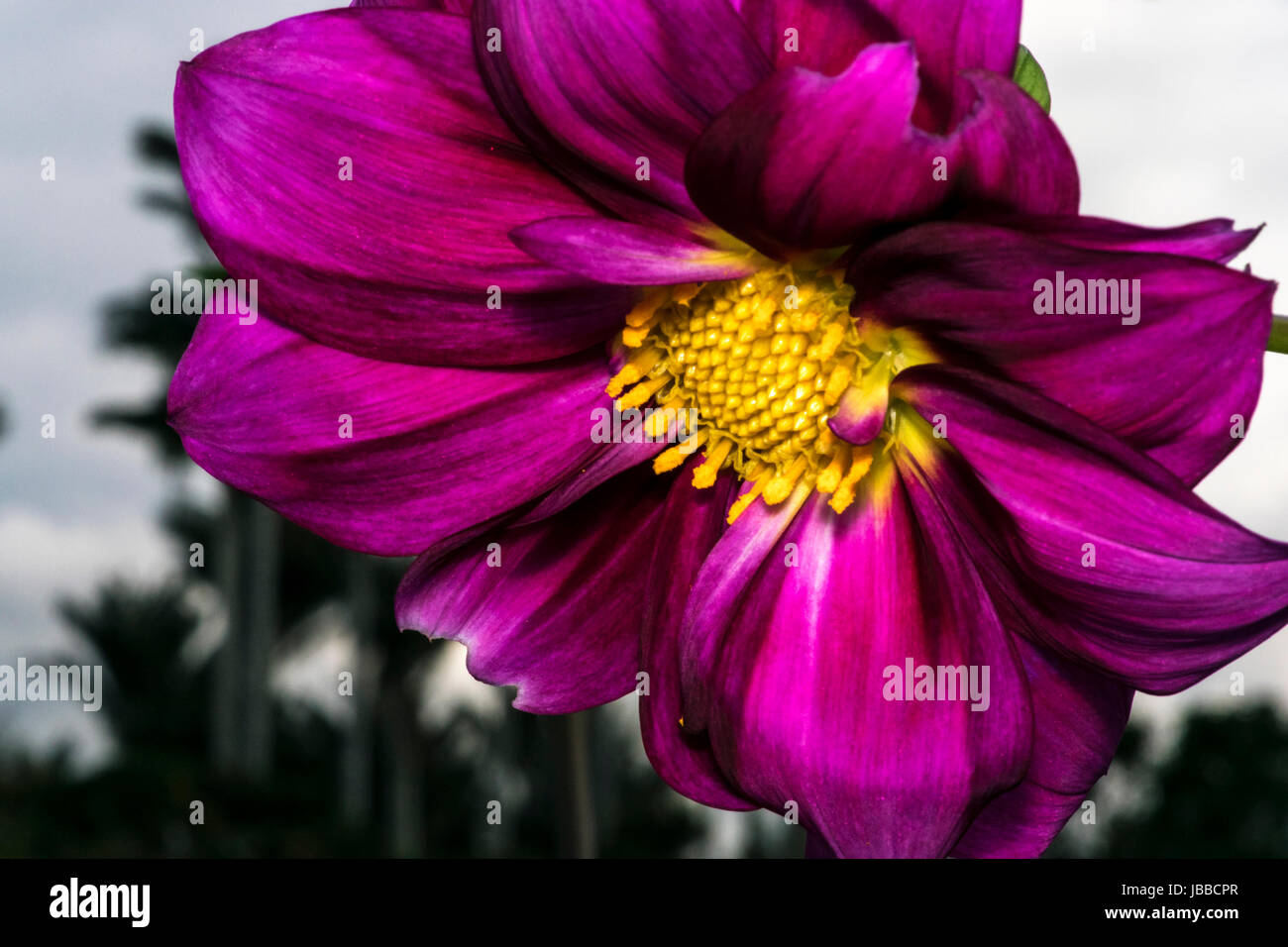 Pink flower yellow stamens hi-res stock photography and images - Alamy