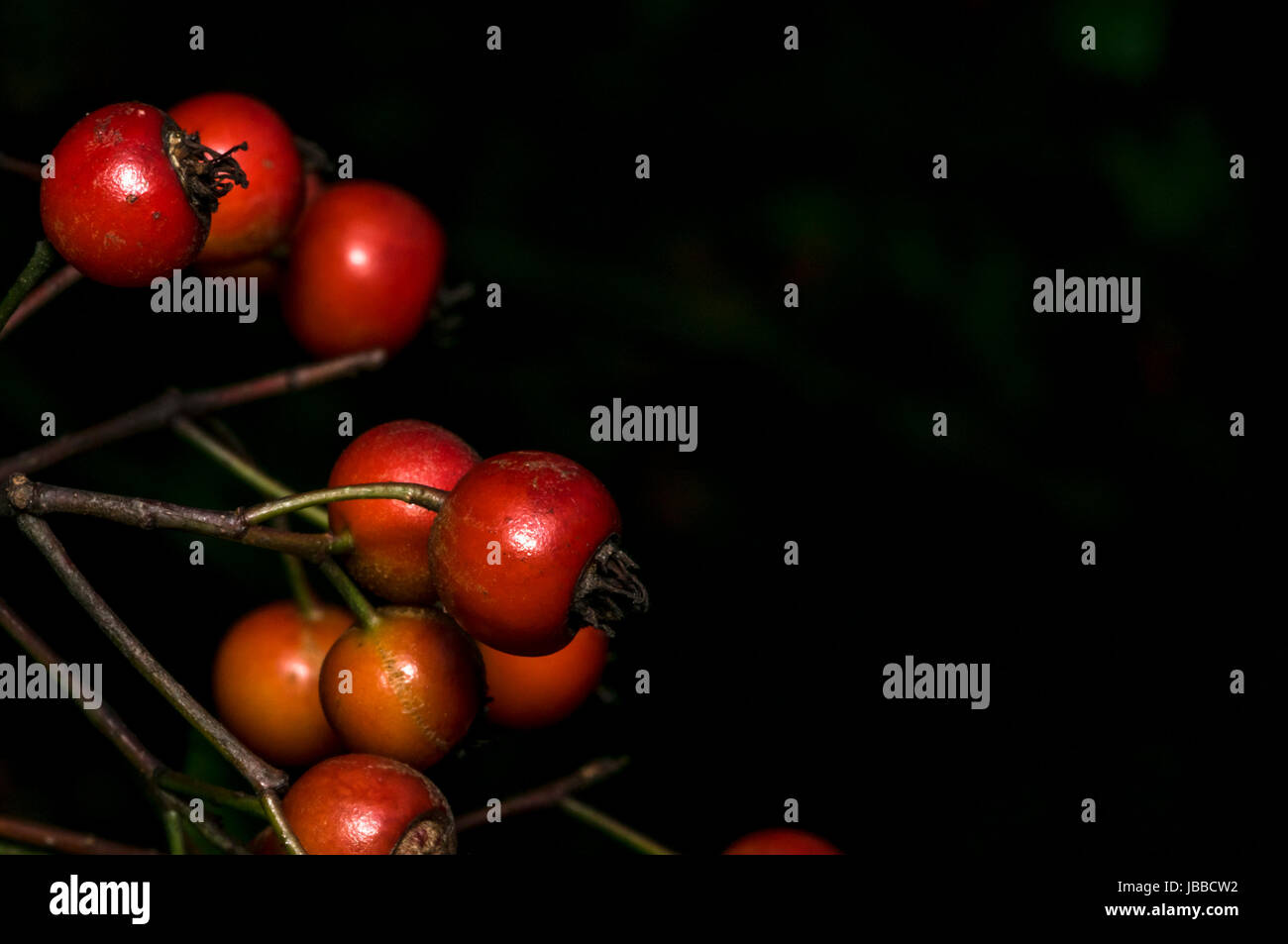 Brown berries on a tree branch Stock Photo - Alamy