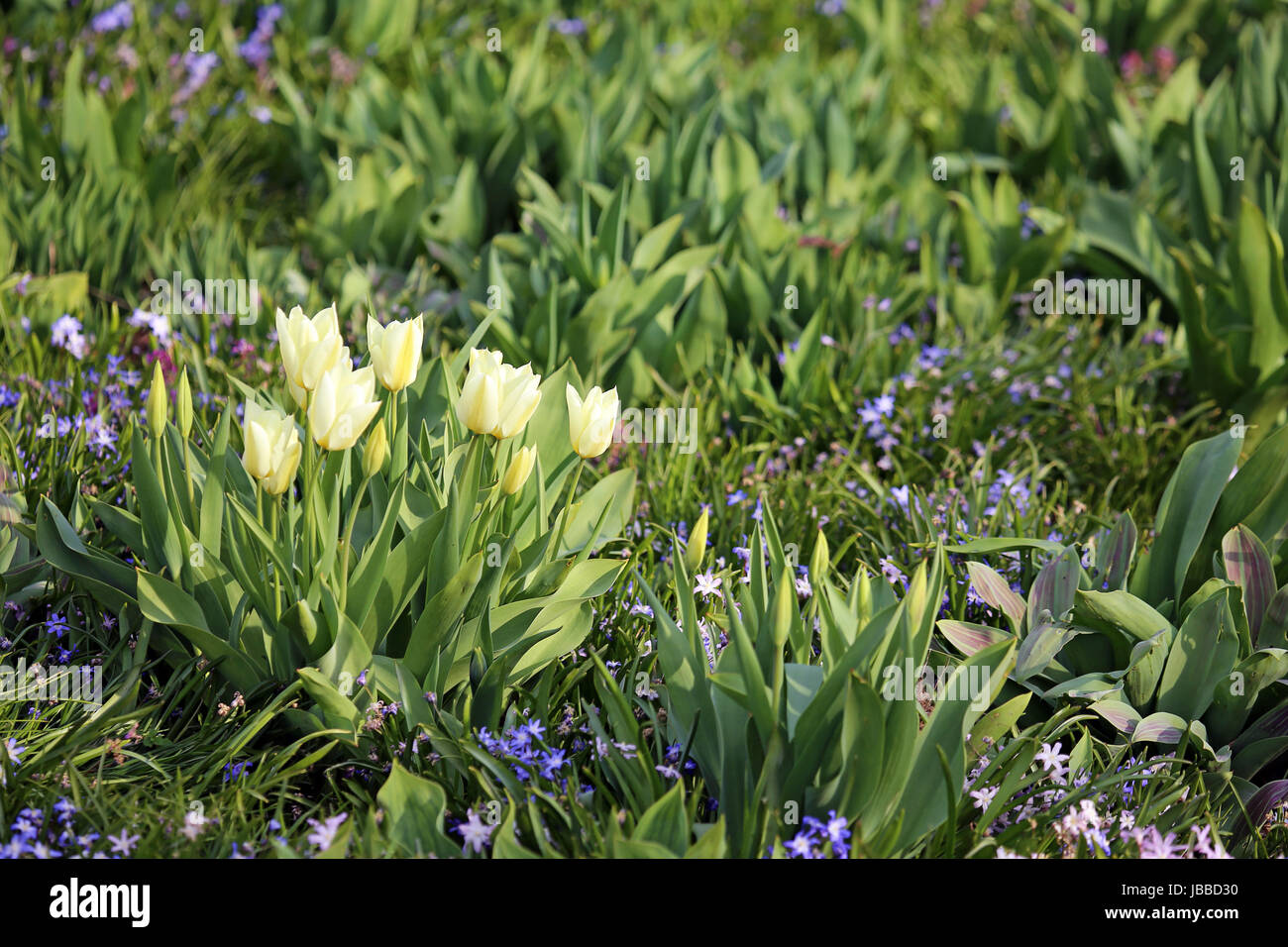 Pale border hi-res stock photography and images - Alamy