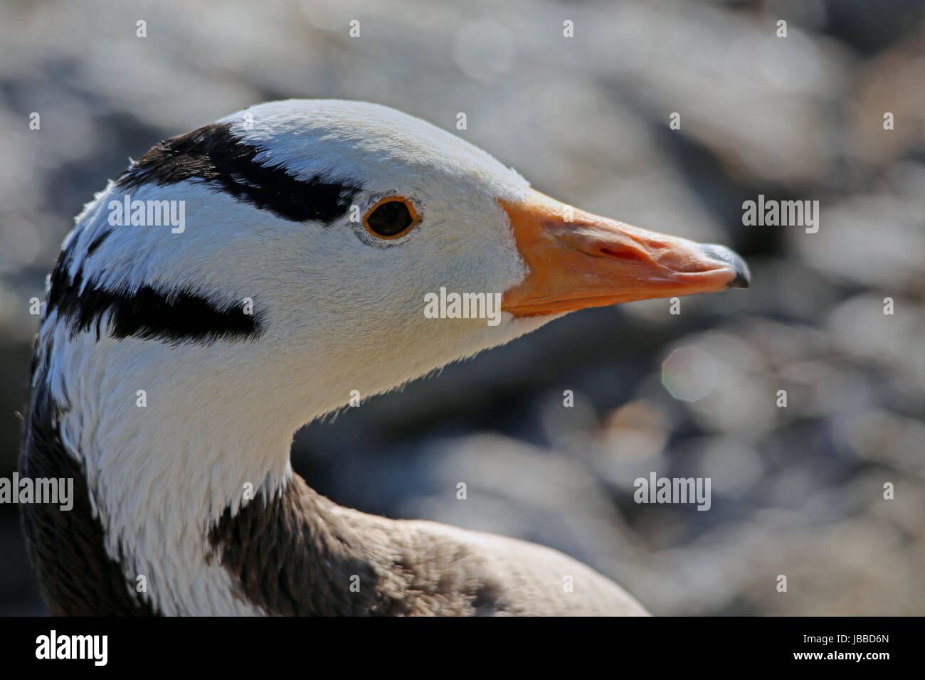 portrait of bar-headed goose anser indicus Stock Photo - Alamy