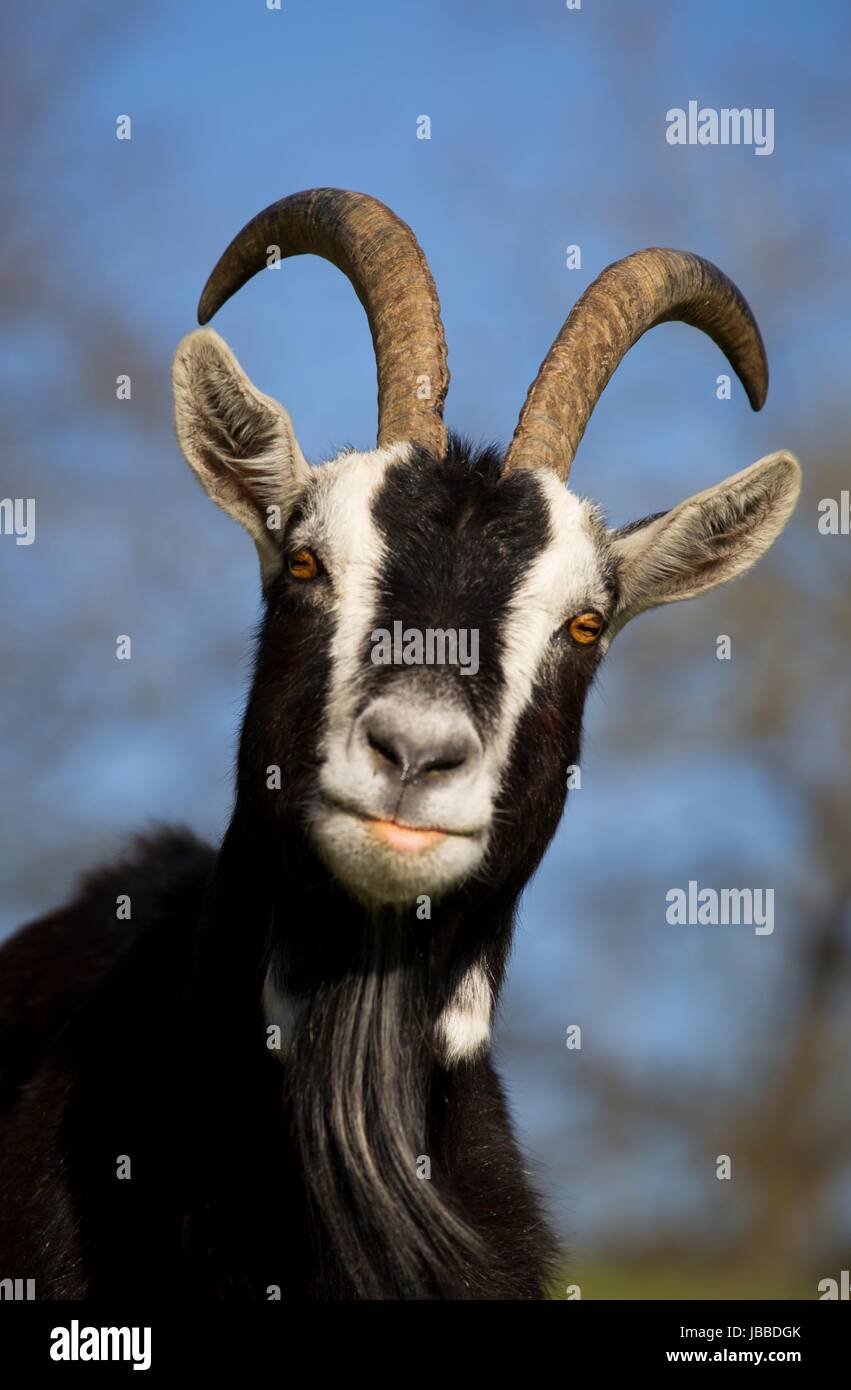 Black goats hi-res stock photography and images - Alamy
