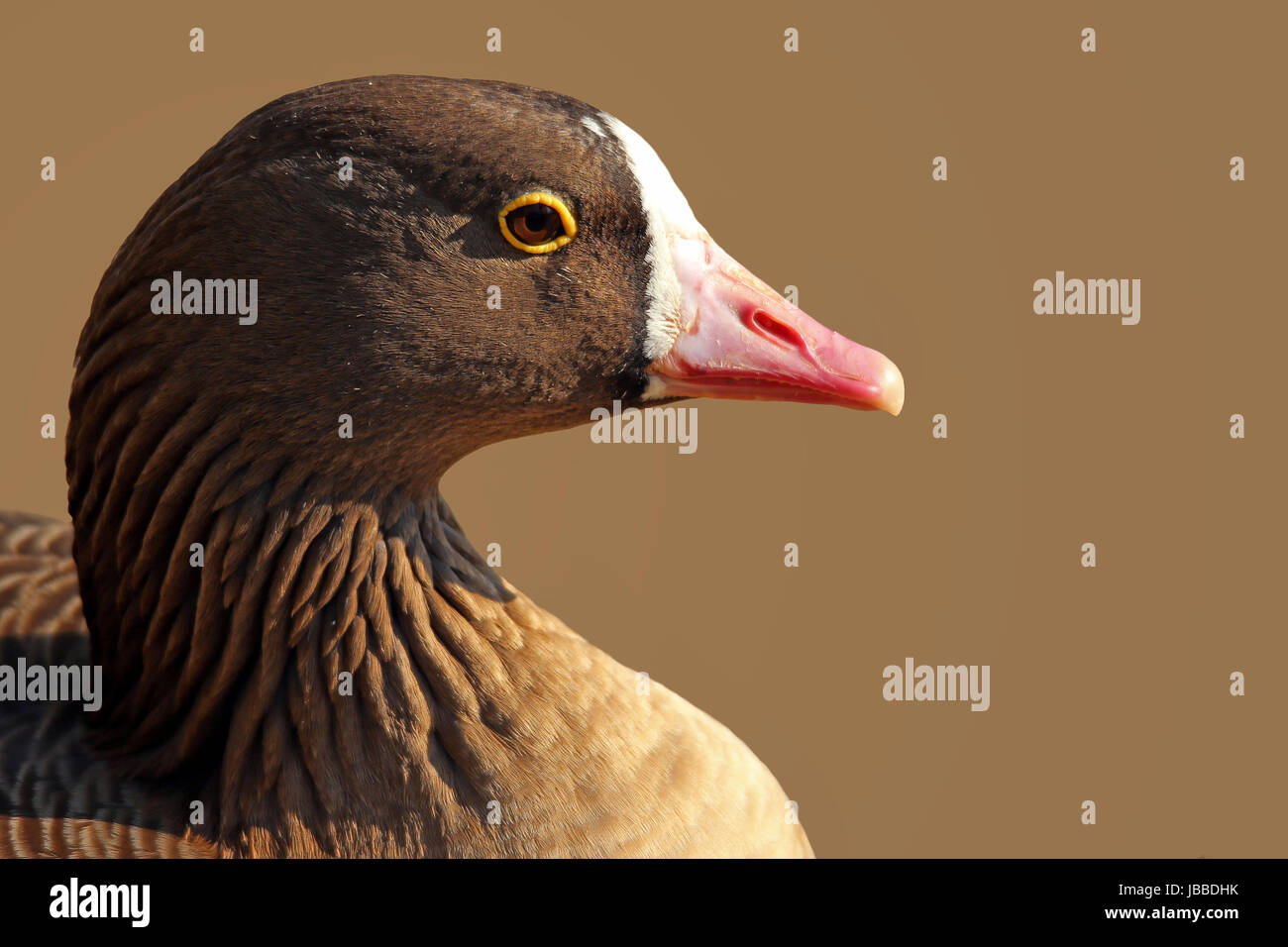 Dwarf goose hi-res stock photography and images - Alamy