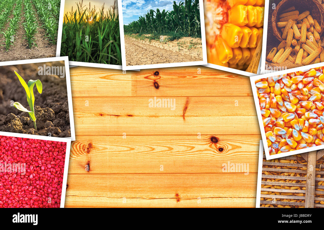Corn in agriculture photo collage hi-res stock photography and images ...
