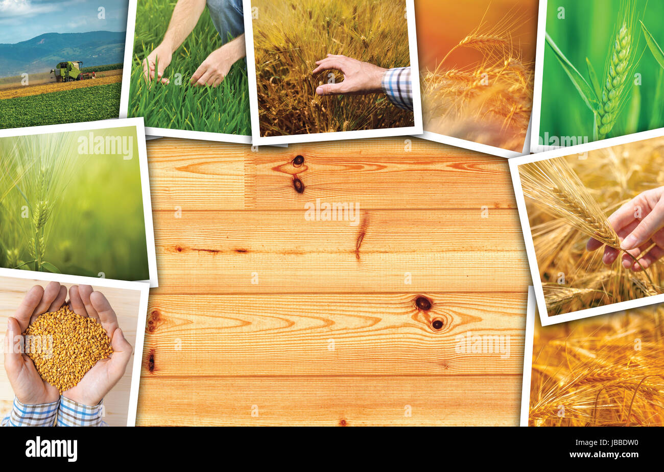 Wheat agriculture photo collage, collection of photos depicting growth ...
