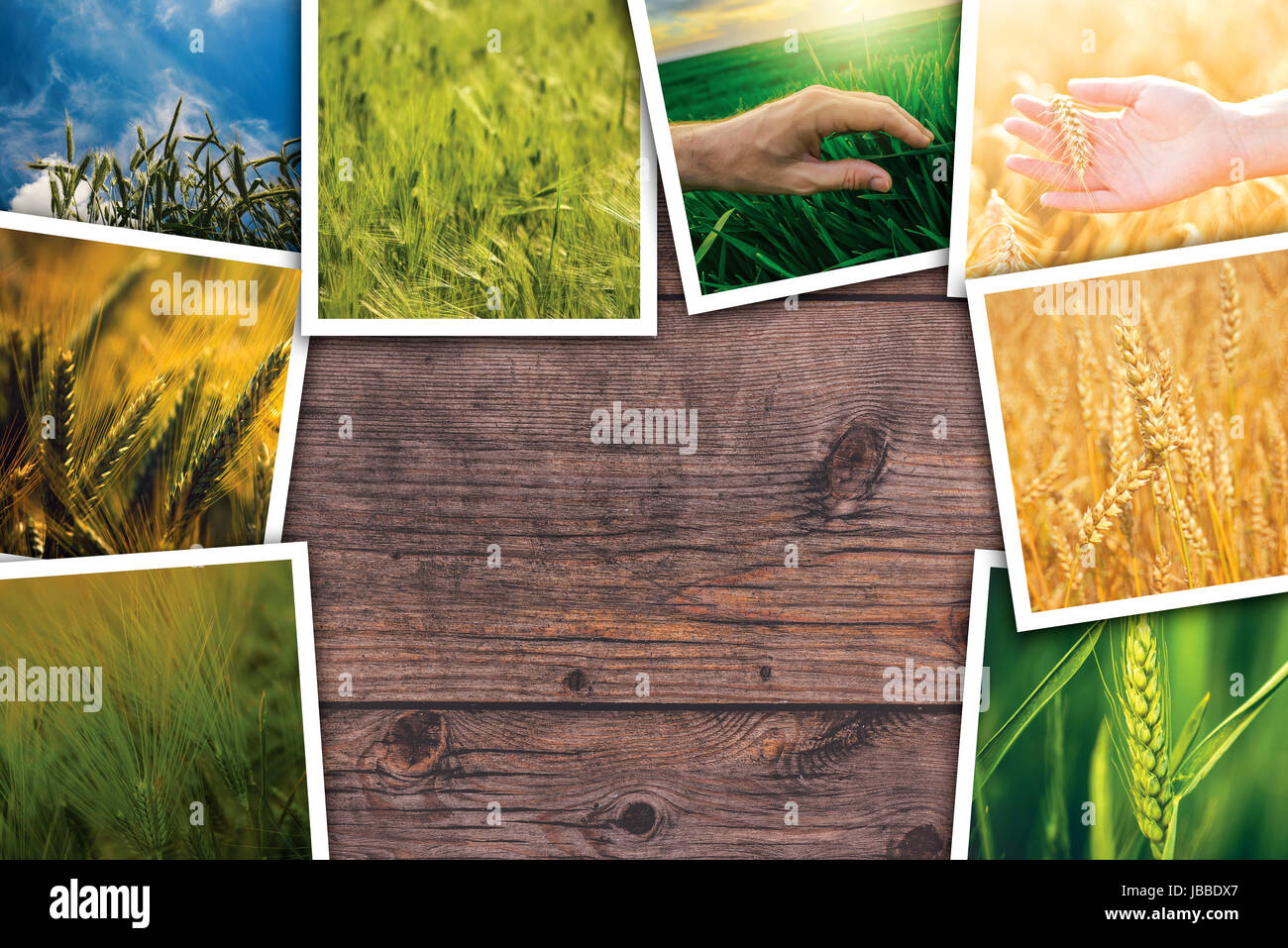 Wheat in agriculture photo collage, collection of photos depicting ...