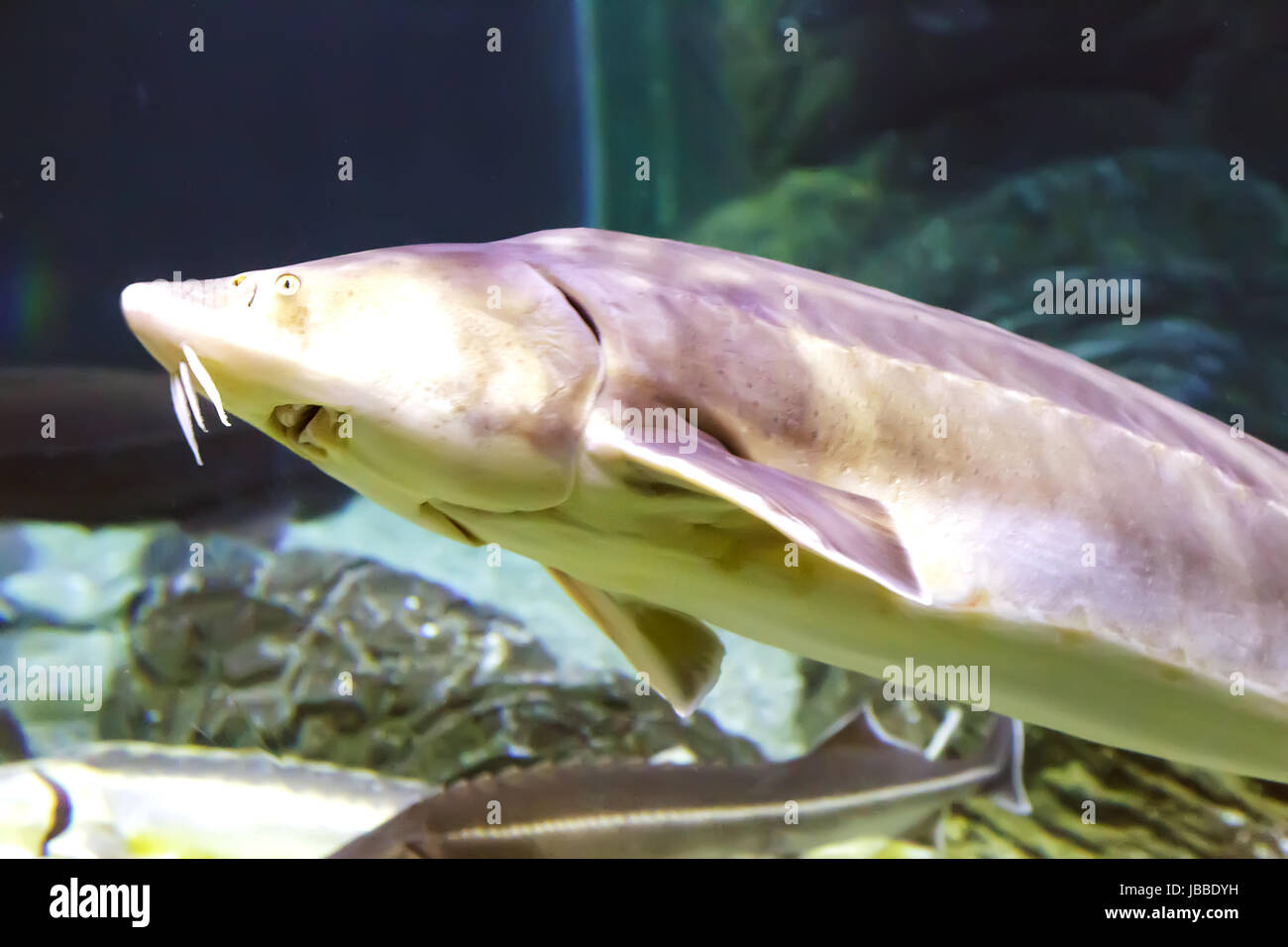 In a large aquarium with sea water floats a large marine fish sturgeon ...