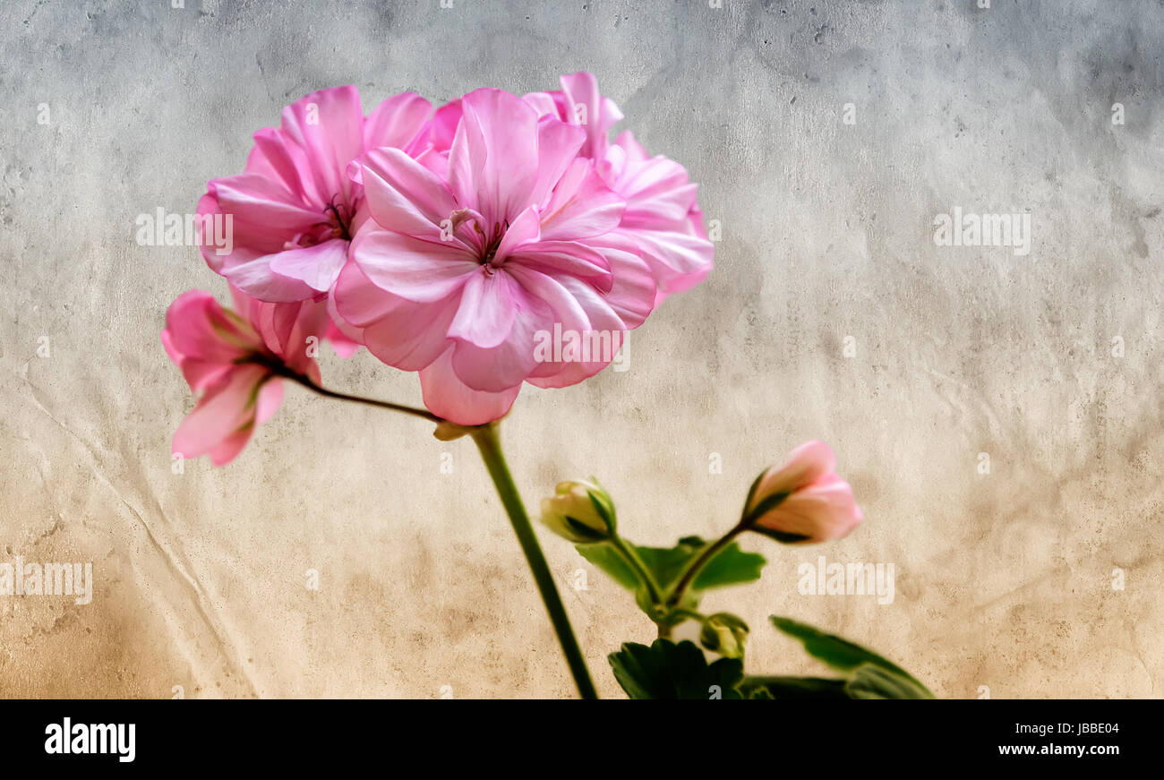 Inflorescence room flower primrose pink flowers Stock Photo - Alamy