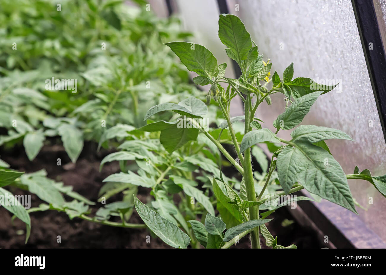 In the greenhouse, grow, and bloom tomatoes. Presents closeup Stock ...