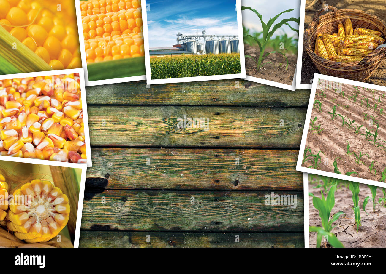 Maize corn in agriculture, photo collage on wooden background with copy ...