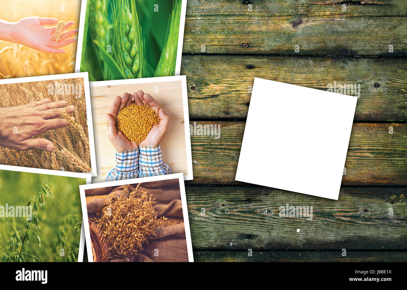 Wheat farming in agriculture photo collage, collection of photos ...