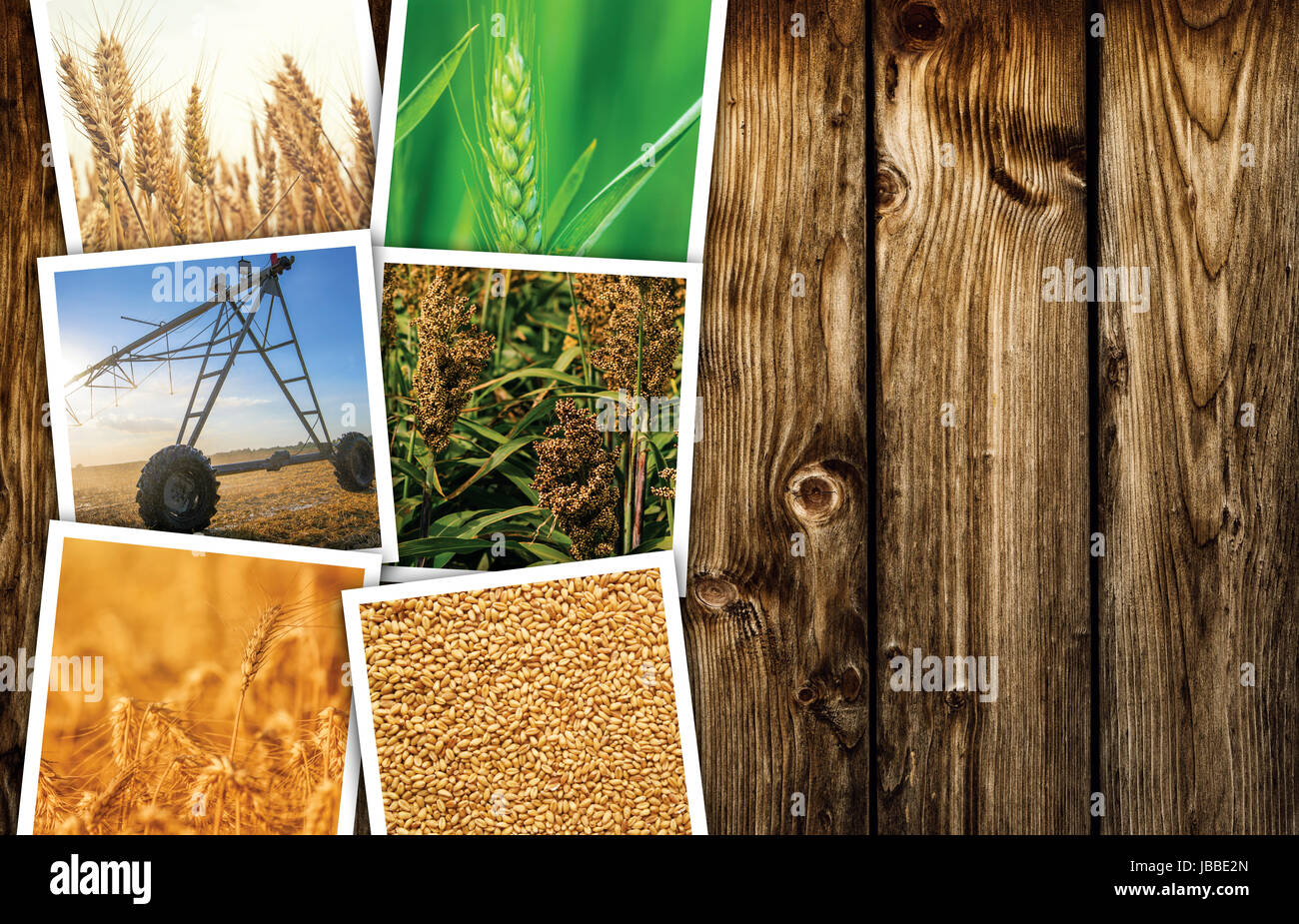 Cereal plant farming in agriculture photo collage, collection of photos ...