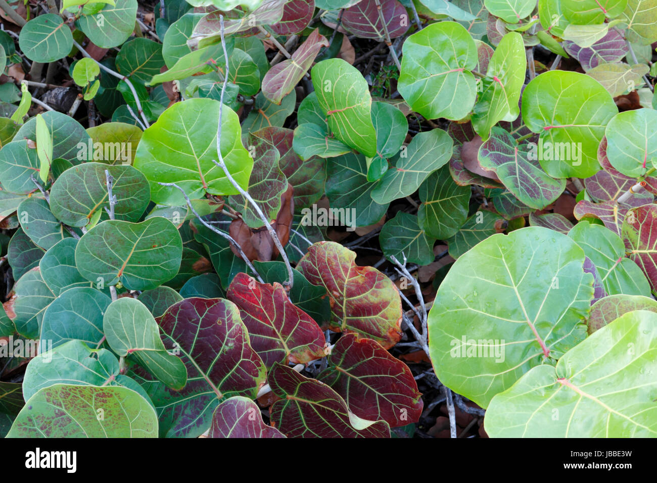 Tropical red green yellow sea grape shrub seen growing outside in ...