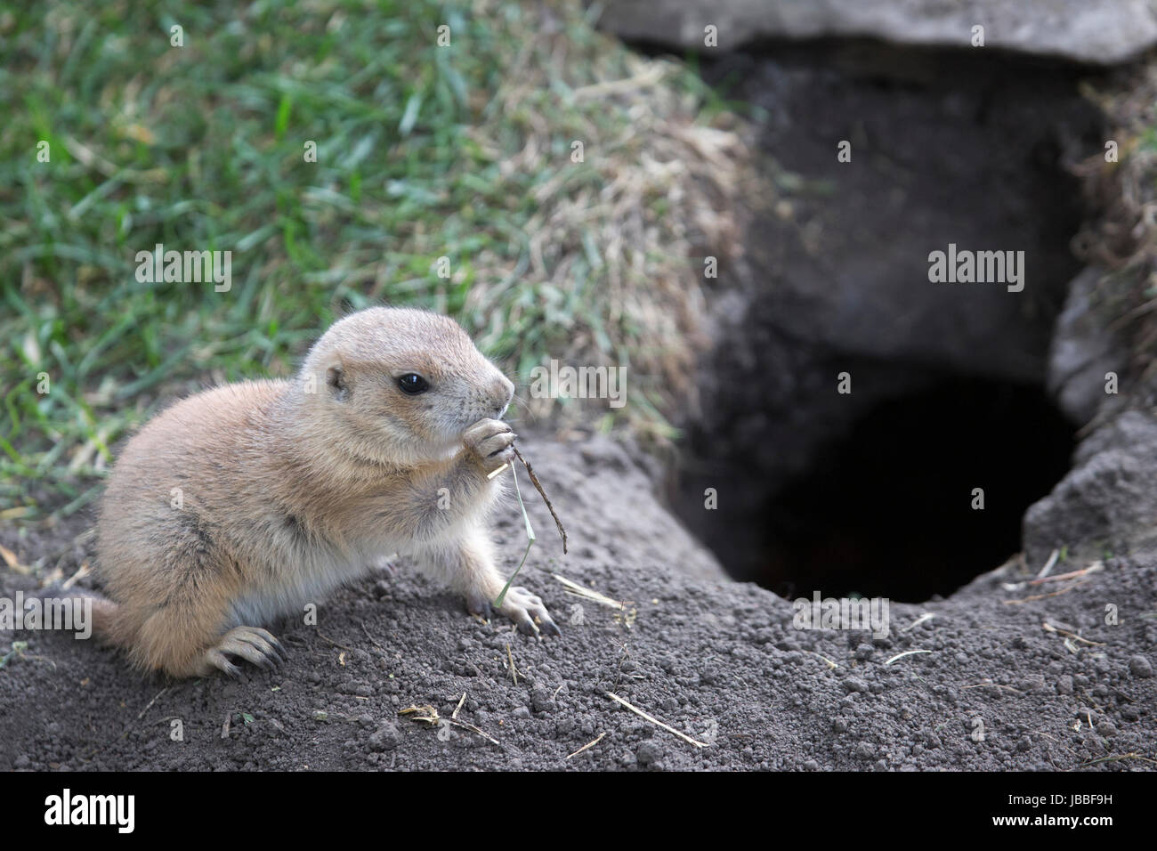 Baby Mexican Prairie Dog