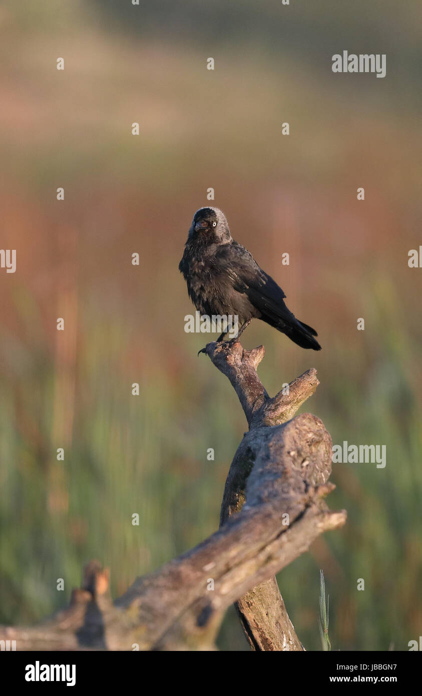 Coloeus monedula hi-res stock photography and images - Alamy