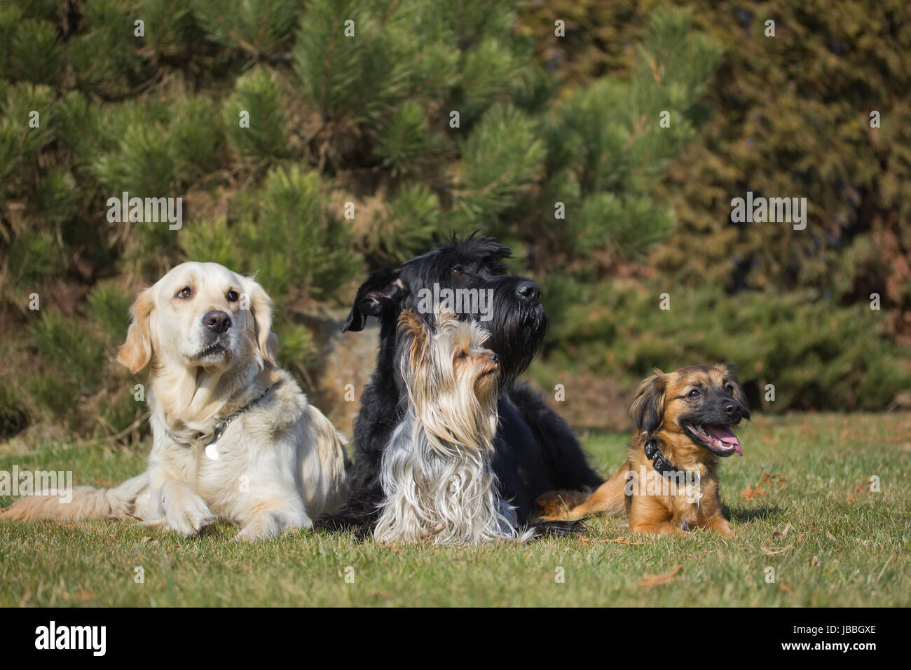 A group of four dogs of different breeds is lying on a green lawn Stock ...