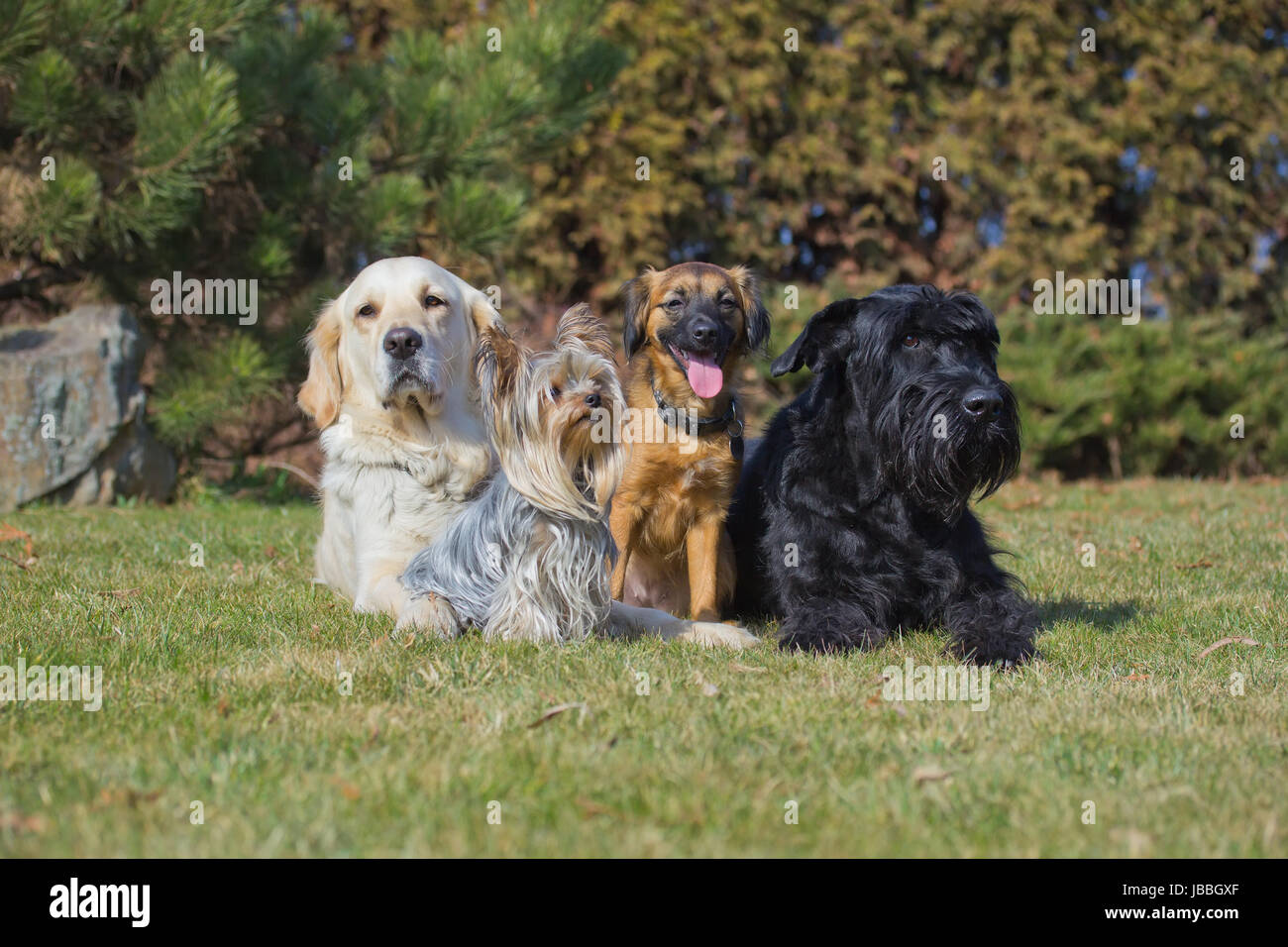 A group of four dogs of different breeds is lying on a green lawn Stock ...