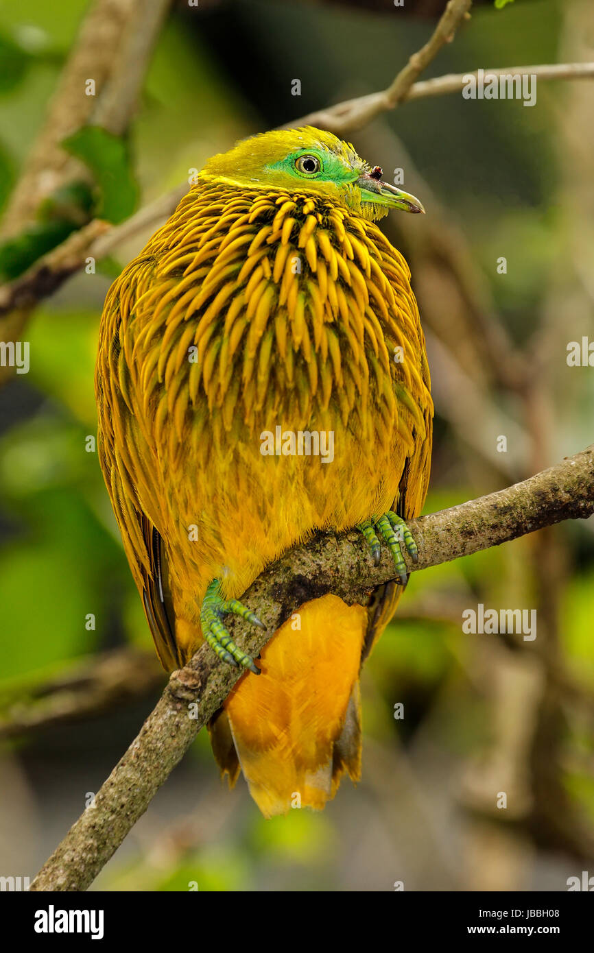 Golden Dove Wichita Ks