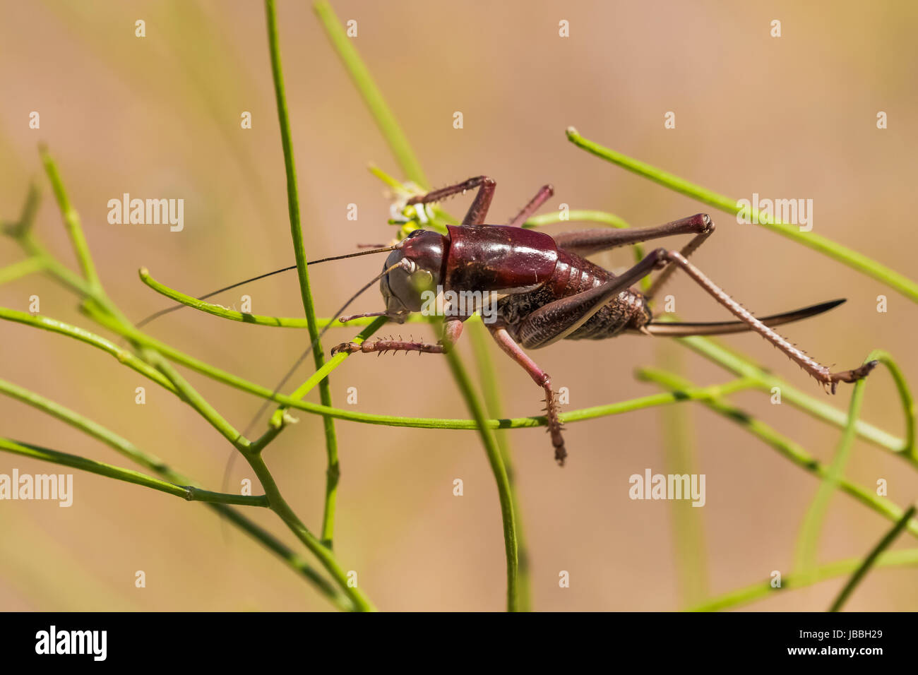 Coulee Cricket, Anabrus longipes, feeding on a plant in the mustard ...