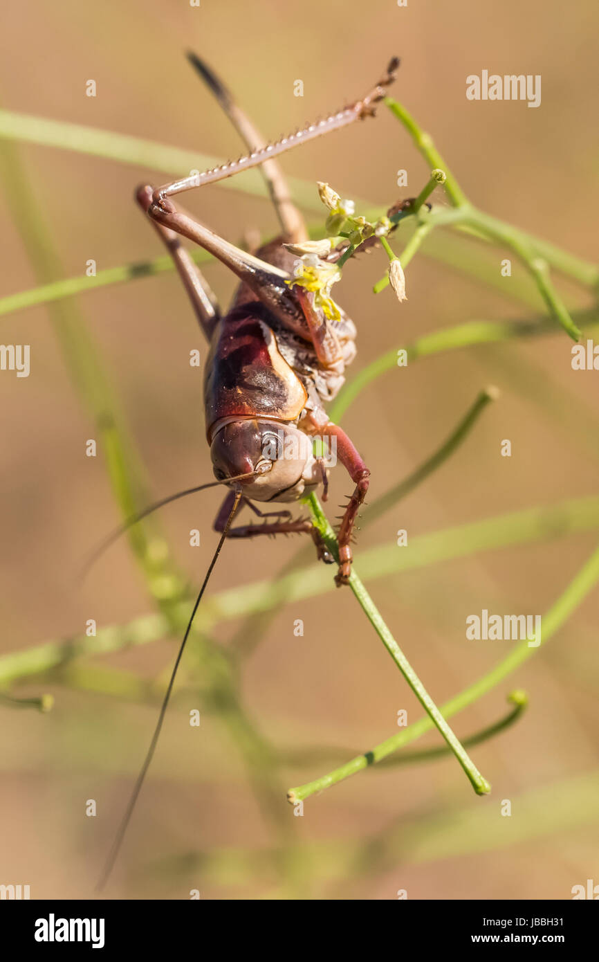 Coulee Cricket, Anabrus longipes, feeding on a plant in the mustard ...