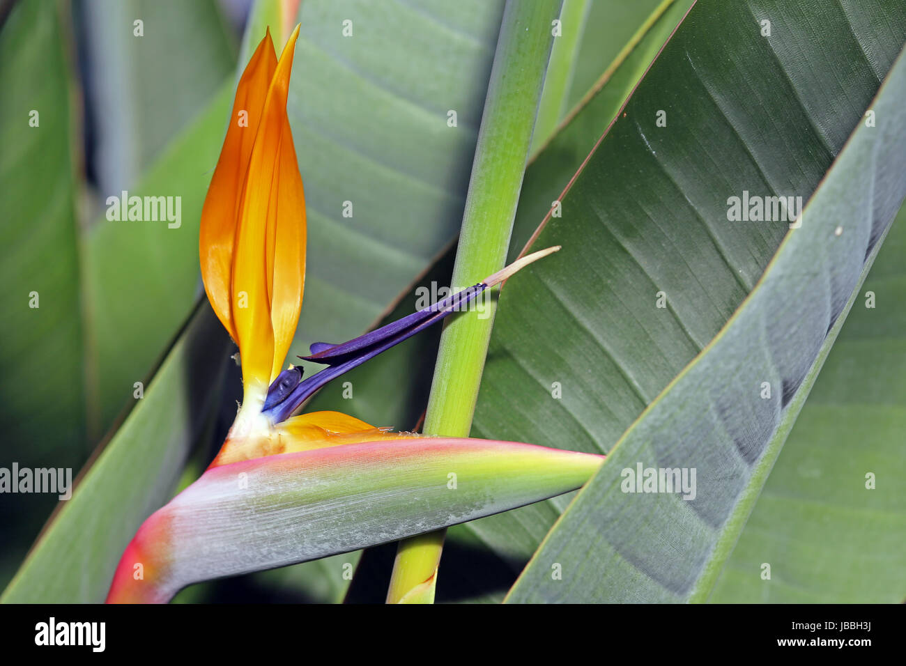 bird of paradise flower strelitzia reginae Stock Photo - Alamy
