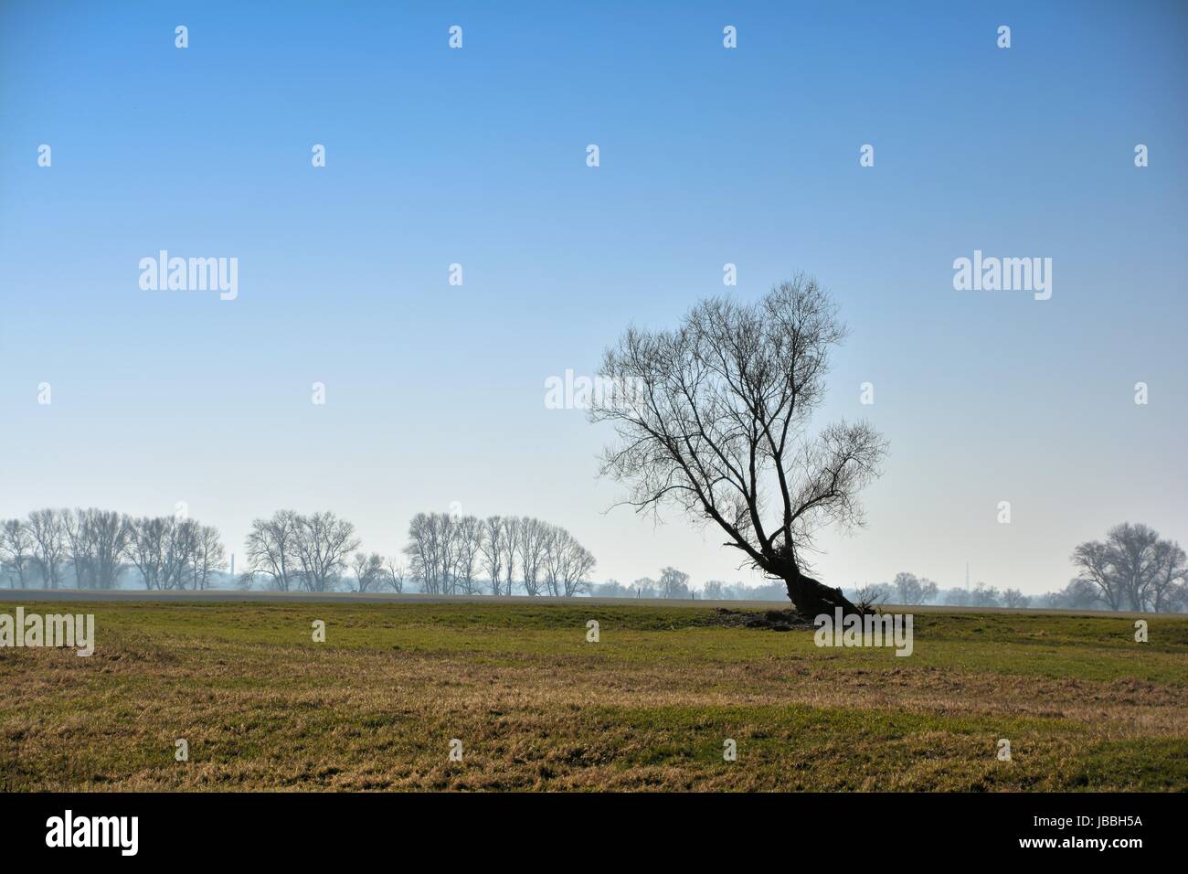 landscape with tree Stock Photo - Alamy
