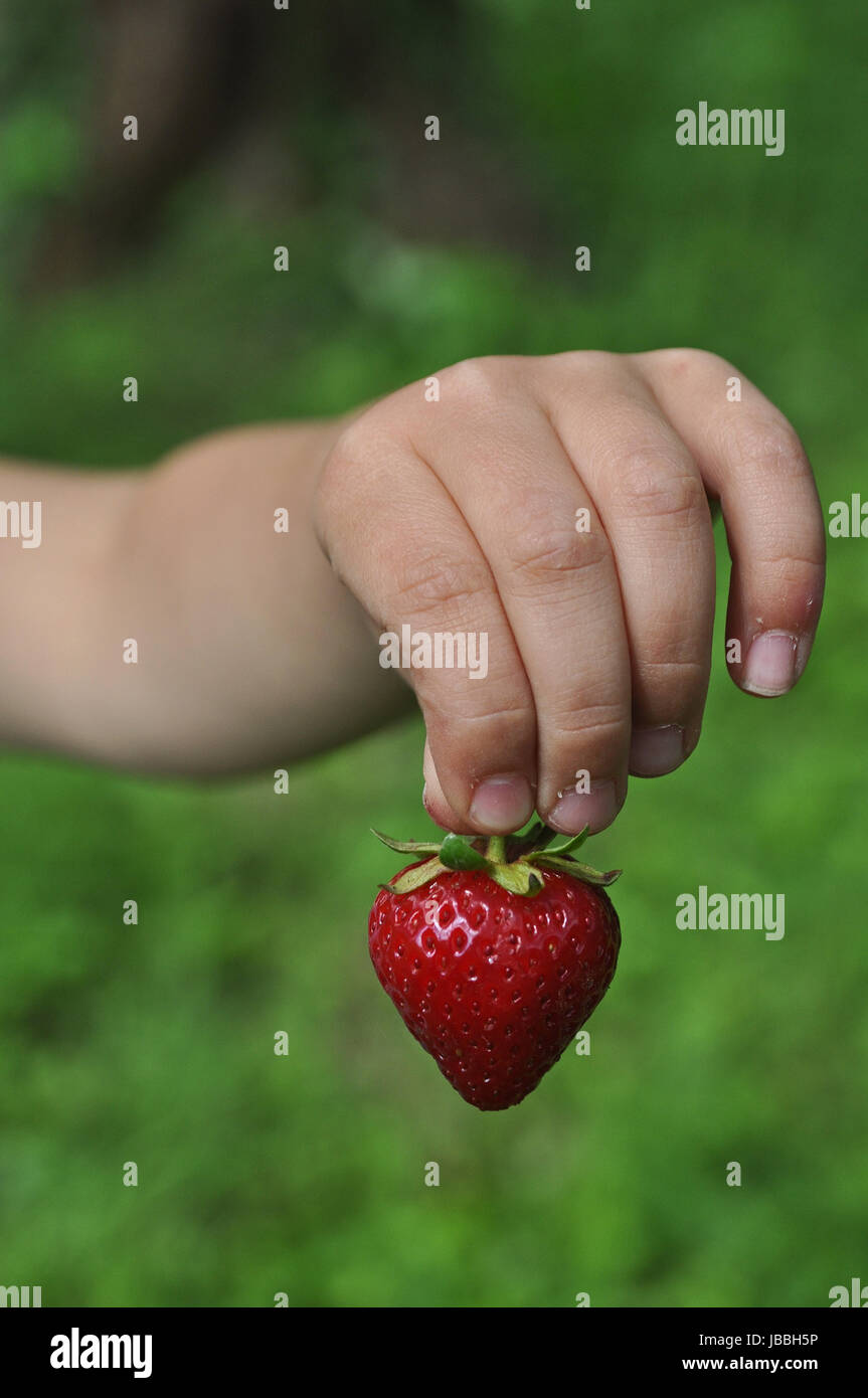 strawberry in child's hand Stock Photo - Alamy