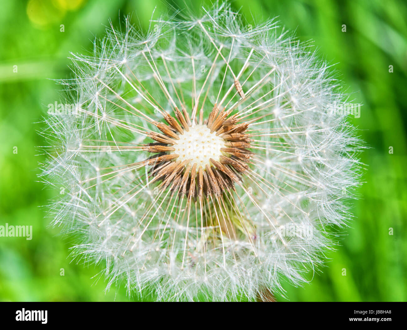 Fluffy and beautiful dandelion flower. Macro Stock Photo - Alamy