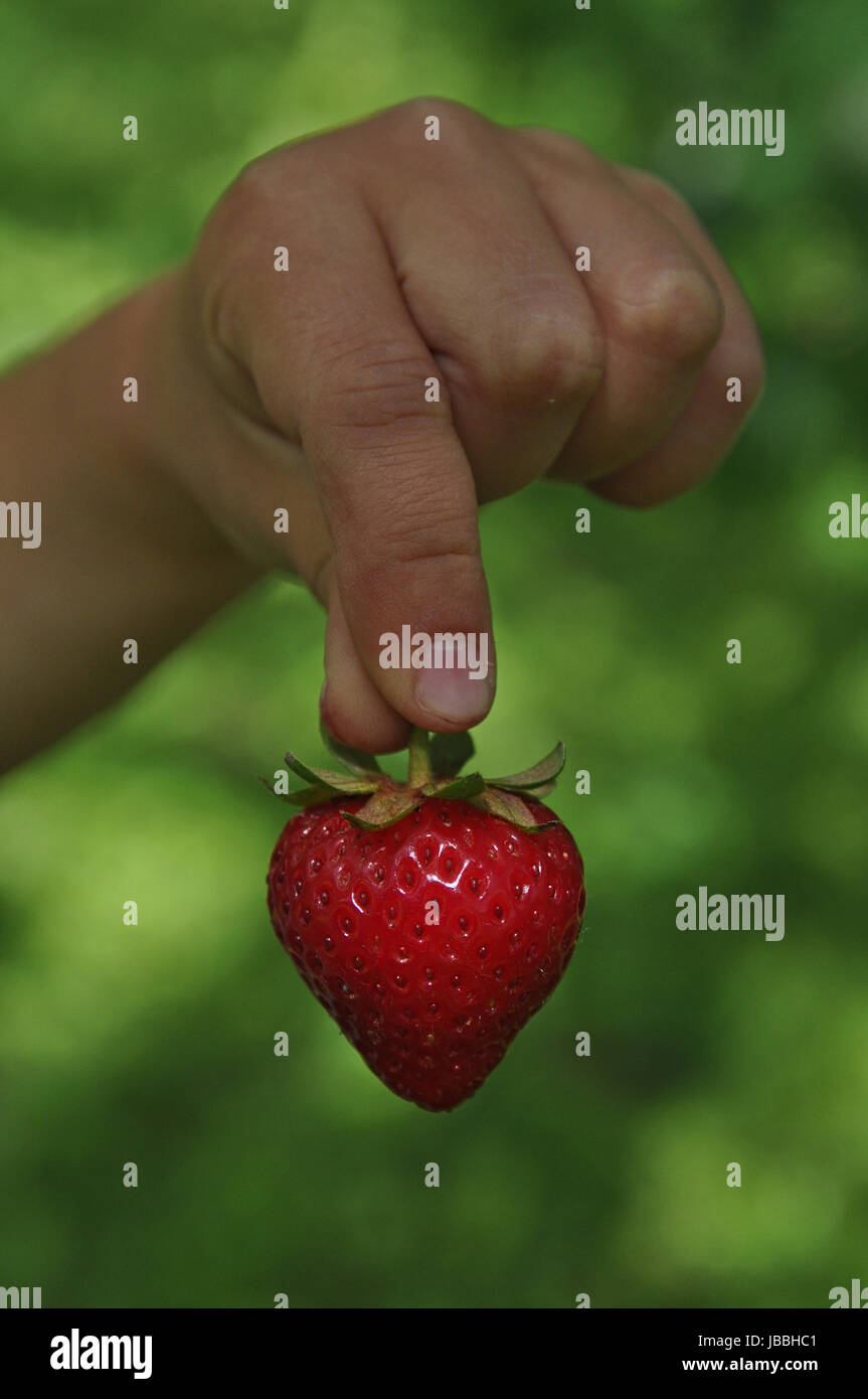 strawberry in child's hand Stock Photo - Alamy