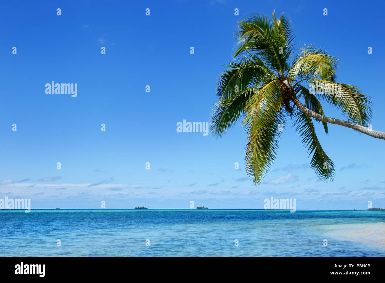 Leaning palm tree at Makaha'a island near Tongatapu island in Tonga ...