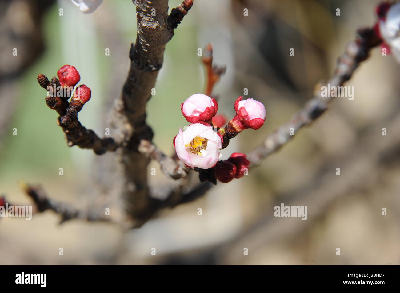 apricot blossom - spain Stock Photo - Alamy