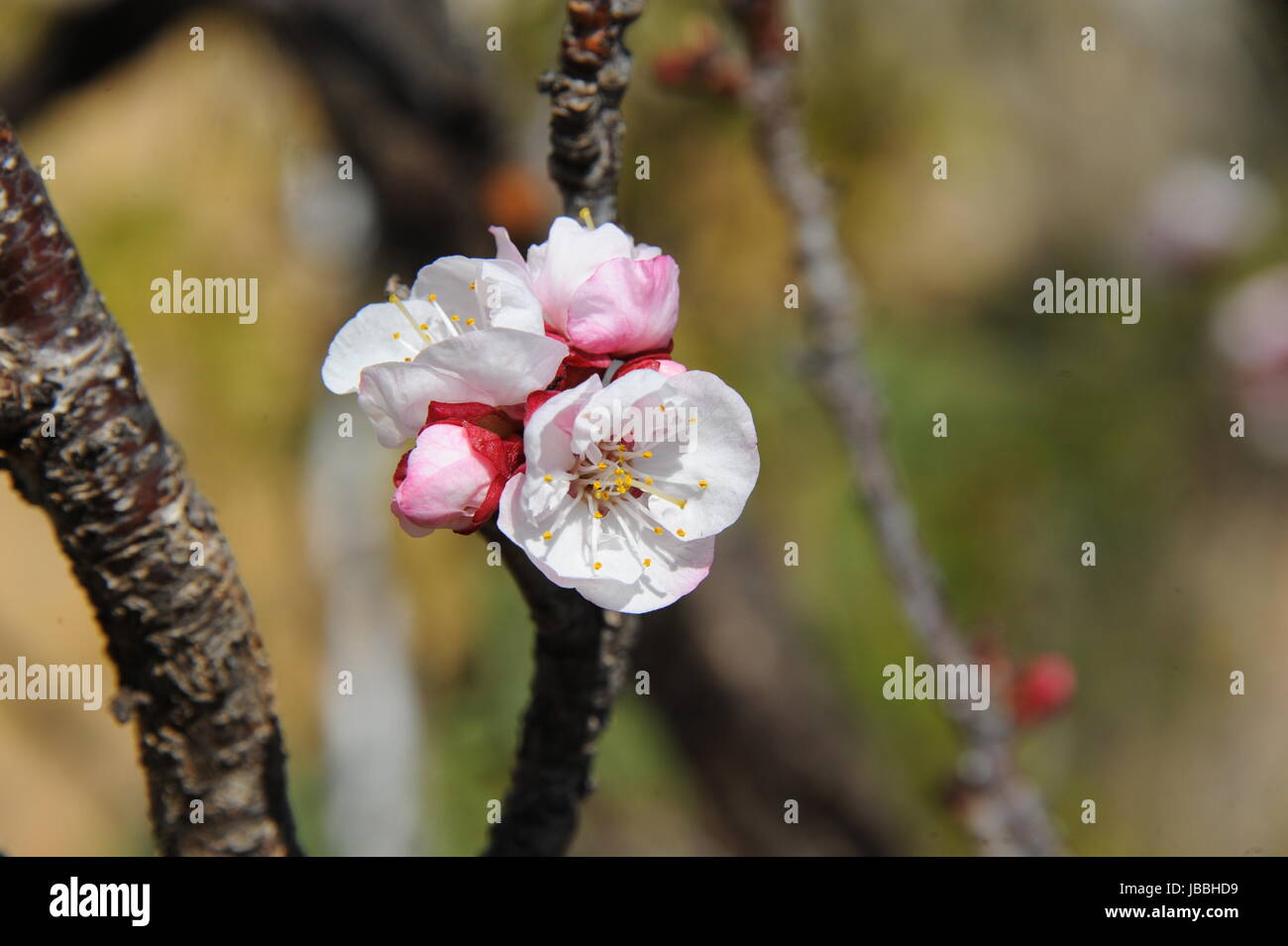 apricot blossom - spain Stock Photo - Alamy