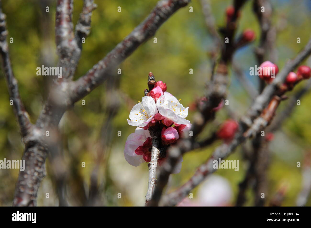 apricot blossom - spain Stock Photo - Alamy