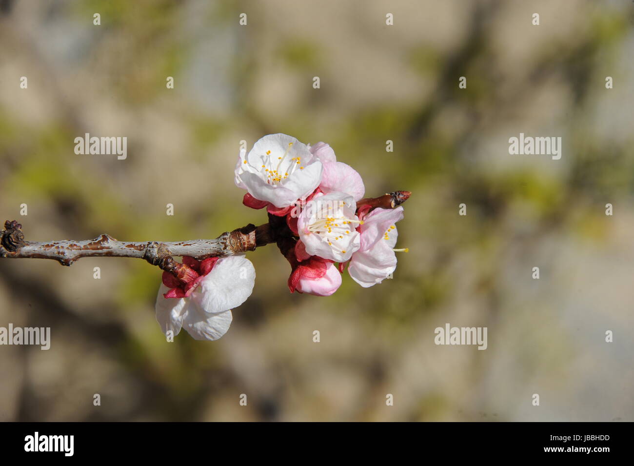 apricot blossom - spain Stock Photo - Alamy