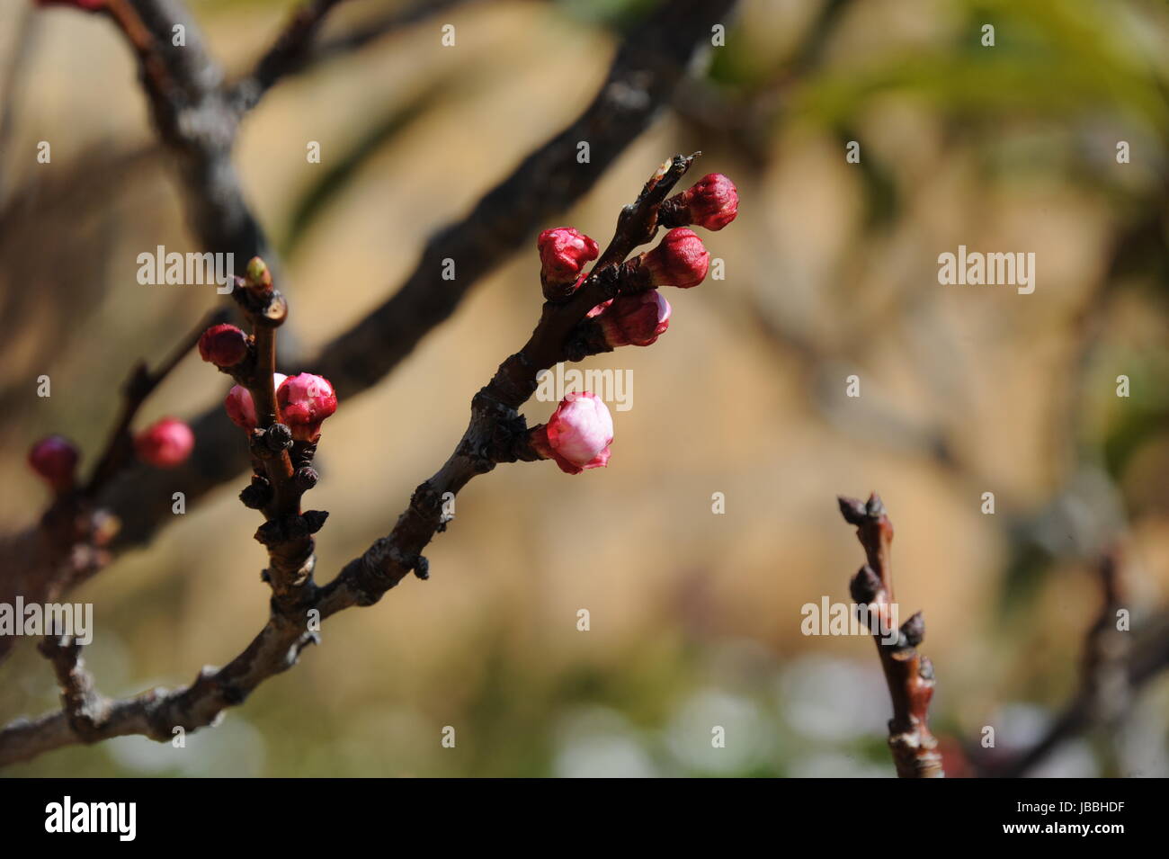 apricot blossom - spain Stock Photo - Alamy