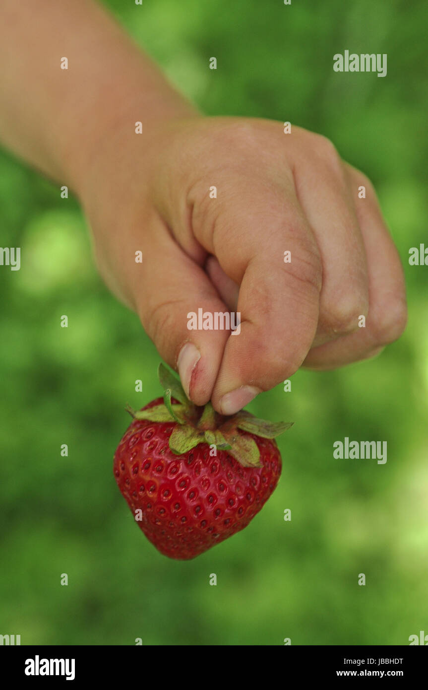 strawberry in child's hand Stock Photo - Alamy