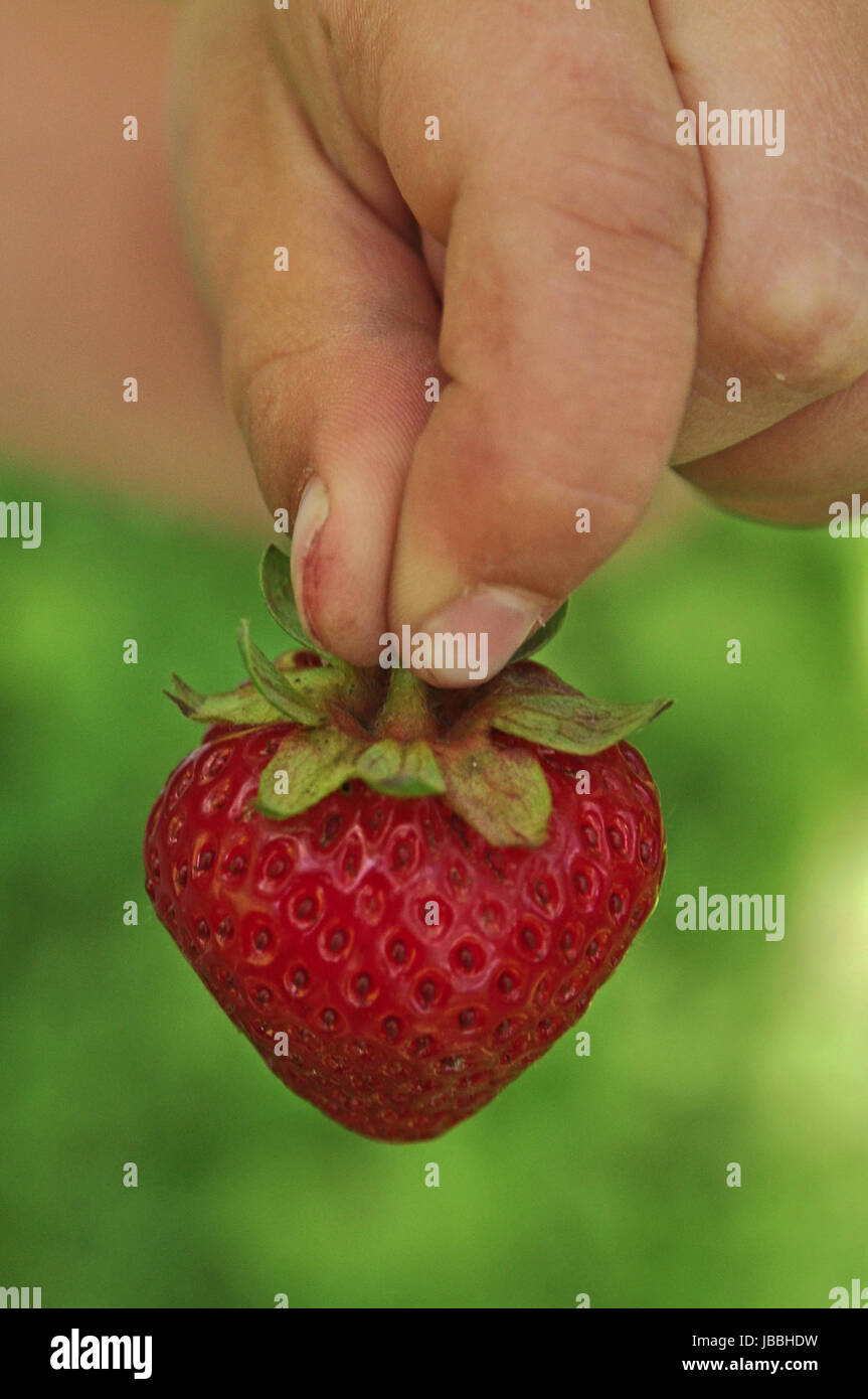strawberry in child's hand Stock Photo - Alamy