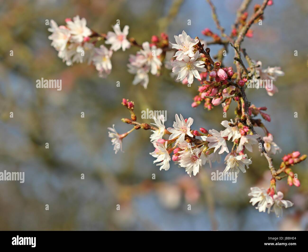 flowering ornamental cherry twig in spring Stock Photo - Alamy